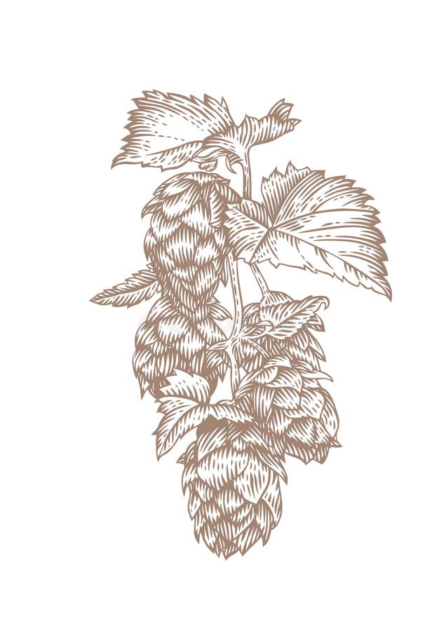 Ramo Del Luppolo Isolato Su Un Fondo Bianco Senza Un'ombra ...