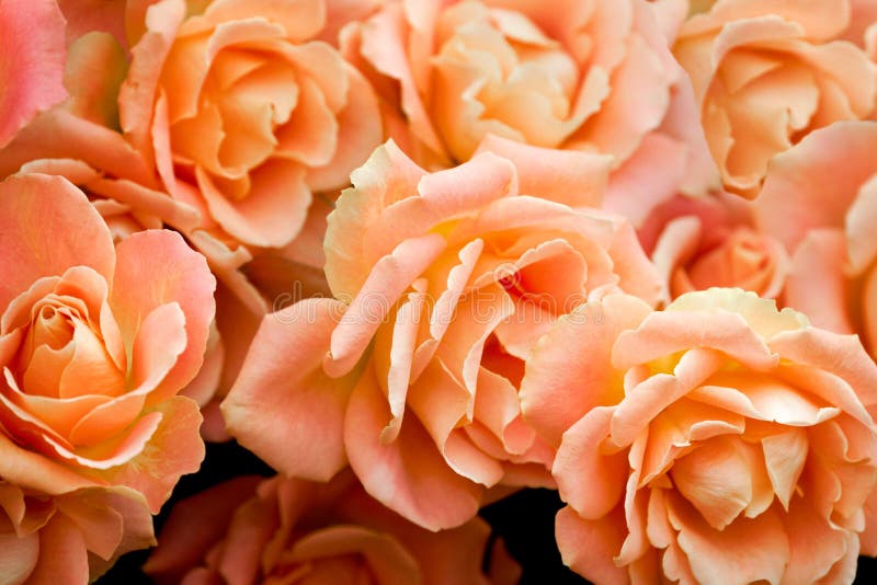 Ramo Hermoso De Rosas Color Nata. Imagen de archivo - Imagen de lirio ...