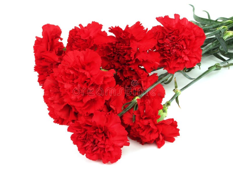 Ramo rojo de los claveles foto de archivo. Imagen de claveles - 41146596