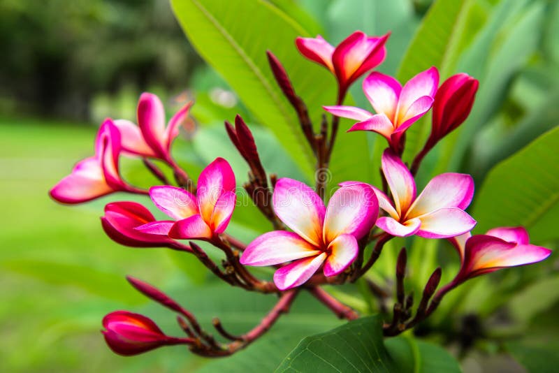 Ramo rosado imagen de archivo. Imagen de florista, flora - 30879789