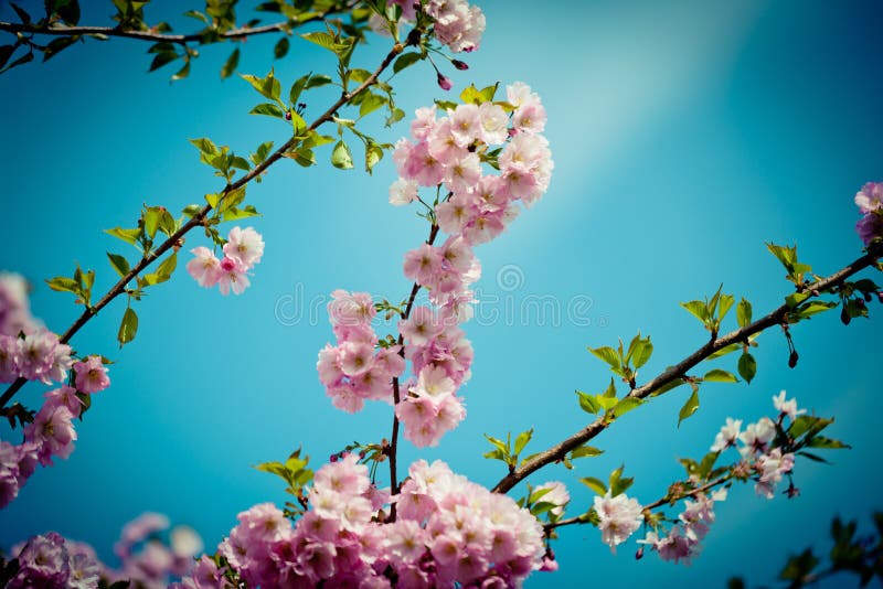 Ramo Sakura Pink Cherry Blossoms Contro Chiaro Cielo Blu Immagine Stock ...