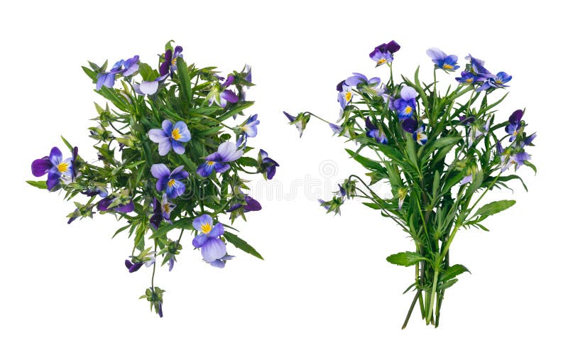 Ramo Violeta Salvaje De La Flor Aislado En Blanco Foto de archivo ...