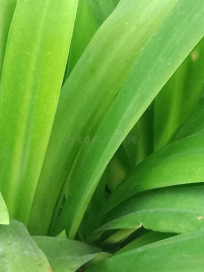 Ramoe Flower Has Very Green Leaves Stock Image - Image of leaves, green ...