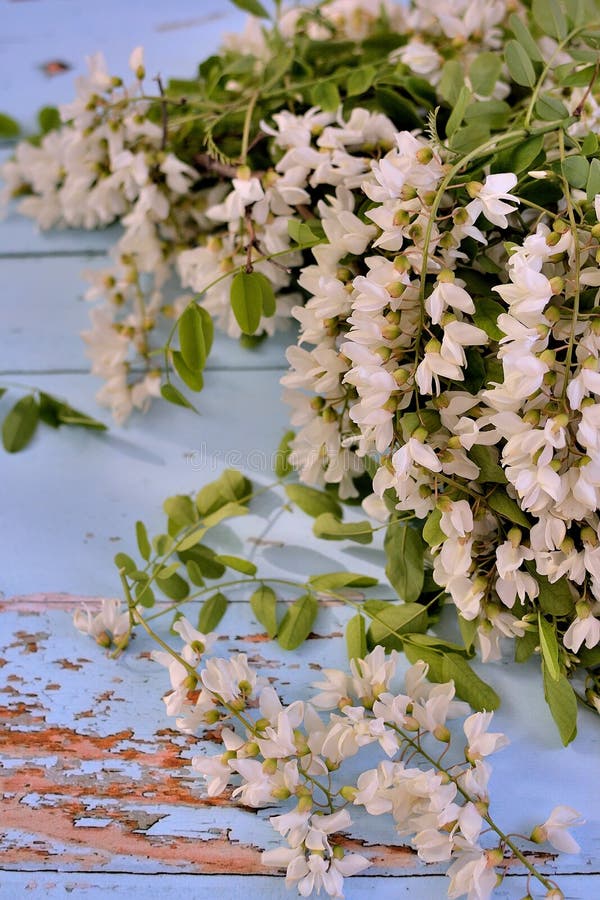 Ramos De La Flor Del Acacia En Un Contexto Azul Foto de archivo ...