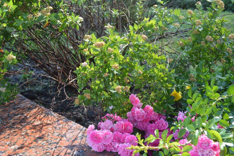 Ramos De La Flor En Las Macetas De Diversas Composiciones Imagen de ...
