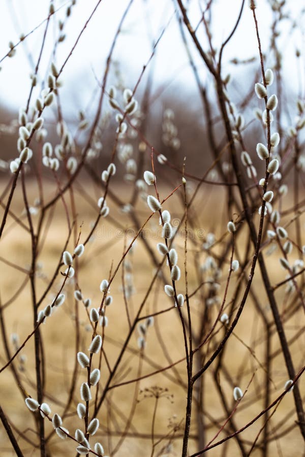 Ramos De Uma Flor Do Salgueiro Imagem de Stock - Imagem de cena, flor ...