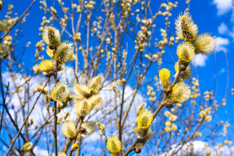 Flor do salgueiro imagem de stock. Imagem de azul, amarelo - 24026817
