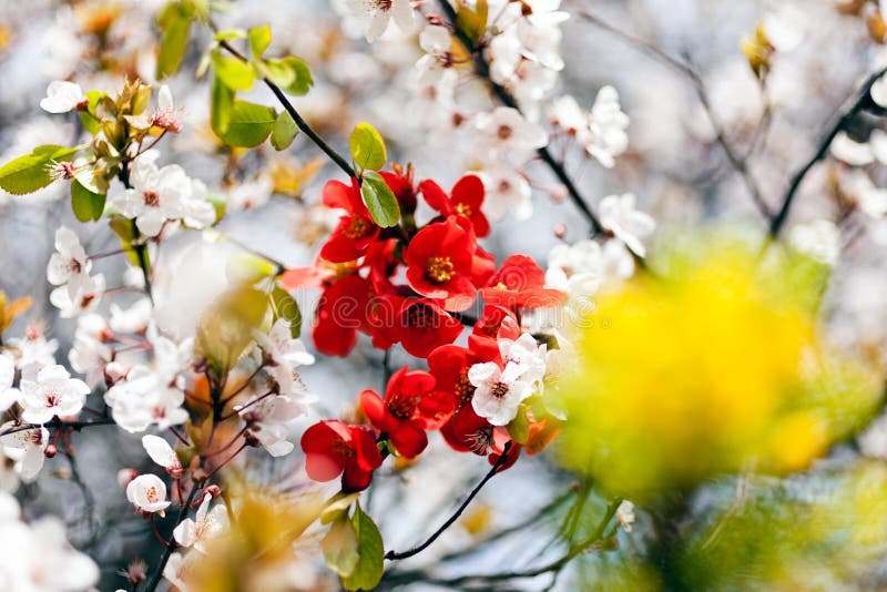 Ramos do marmelo e da pera imagem de stock. Imagem de branco - 75949007