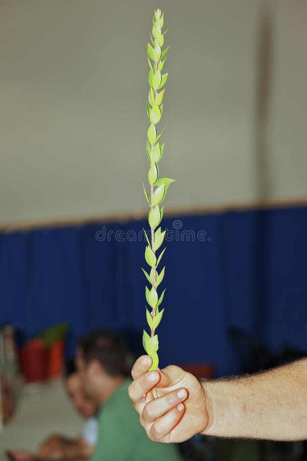 Ramos rituais da murta imagem de stock. Imagem de cultura - 59029727