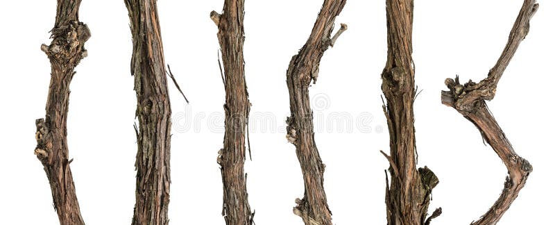 Coleção De Galhos De Videira Isolada Em Branco Imagem de Stock - Imagem ...