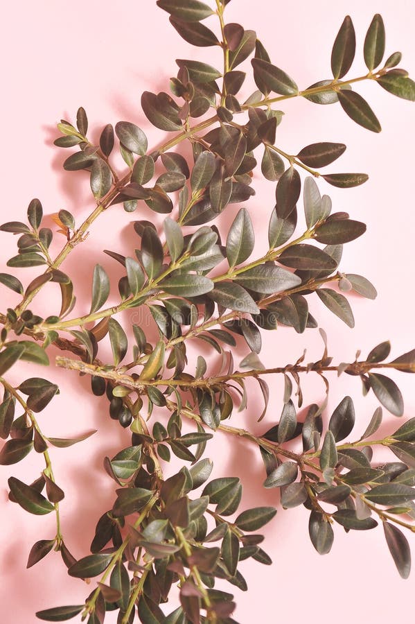 Ramos Verdes No Fundo Cor-de-rosa Imagem de Stock - Imagem de fundo ...