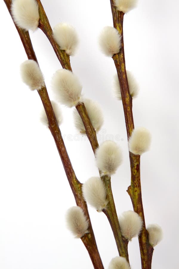 Rami di salice fotografia stock. Immagine di fioritura - 35998156