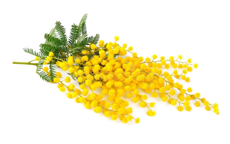 Ramoscello Dei Fiori Delle Mimose Fotografia Stock - Immagine di sfondo ...