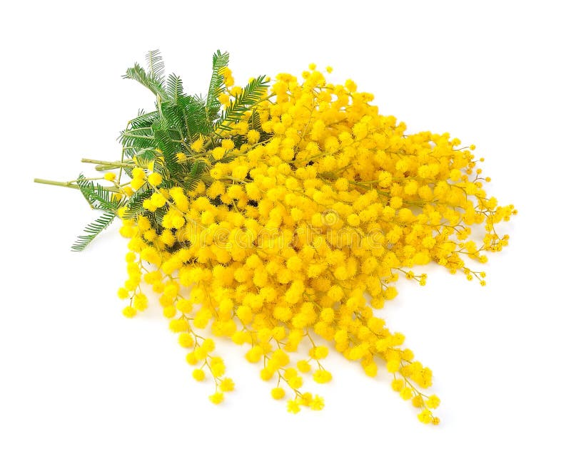 Ramoscello Dei Fiori Delle Mimose Immagine Stock - Immagine di fiore ...