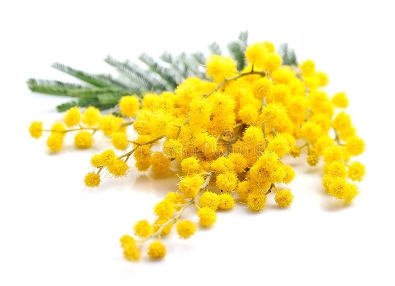 Ramoscello Dei Fiori Delle Mimose Immagine Stock - Immagine di fiore ...