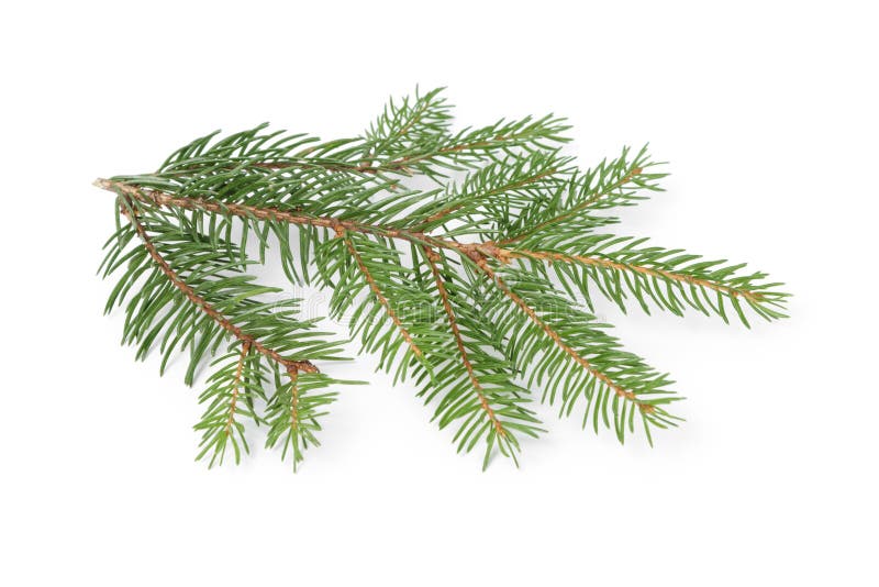 Ramoscello Dell'abete Rosso Di Gree Immagine Stock - Immagine di ...