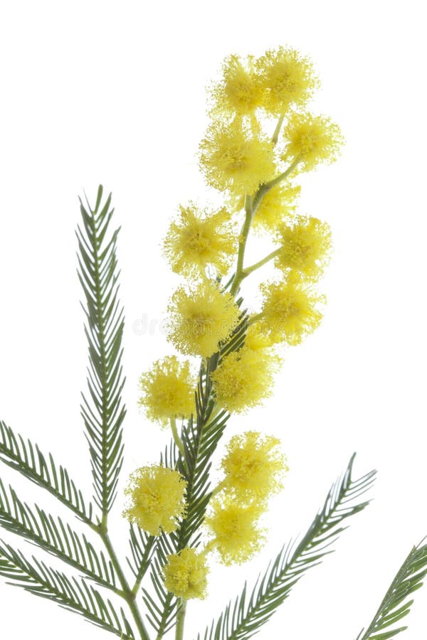 Ramoscello Della Mimosa In Vaso Immagine Stock - Immagine di presto ...
