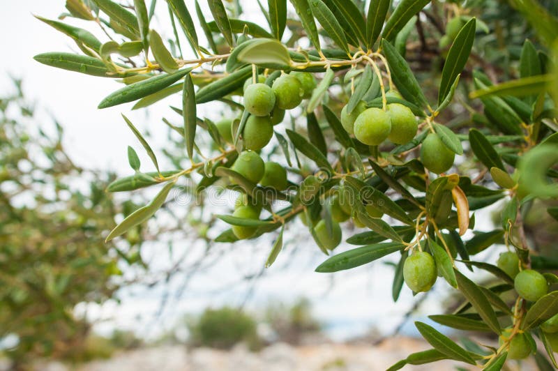 Ramoscello verde oliva fotografia stock. Immagine di naughty - 24274930
