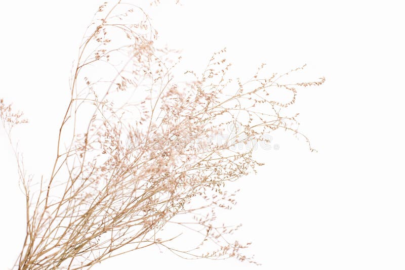 Cespuglio Secco Dei Fiori Polverosi Immagine Stock - Immagine di ...