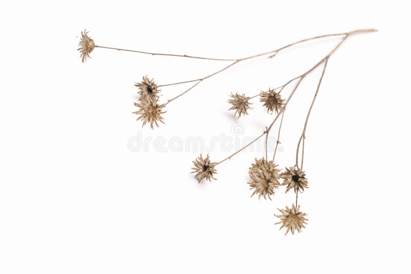 Rametto Marrone Astratto Di Arbusto Secco Con Piccole Capsule Aperte ...