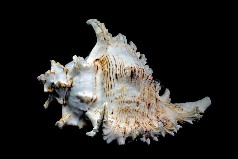 Ramose Murex Shell on Black Background Stock Image - Image of ...