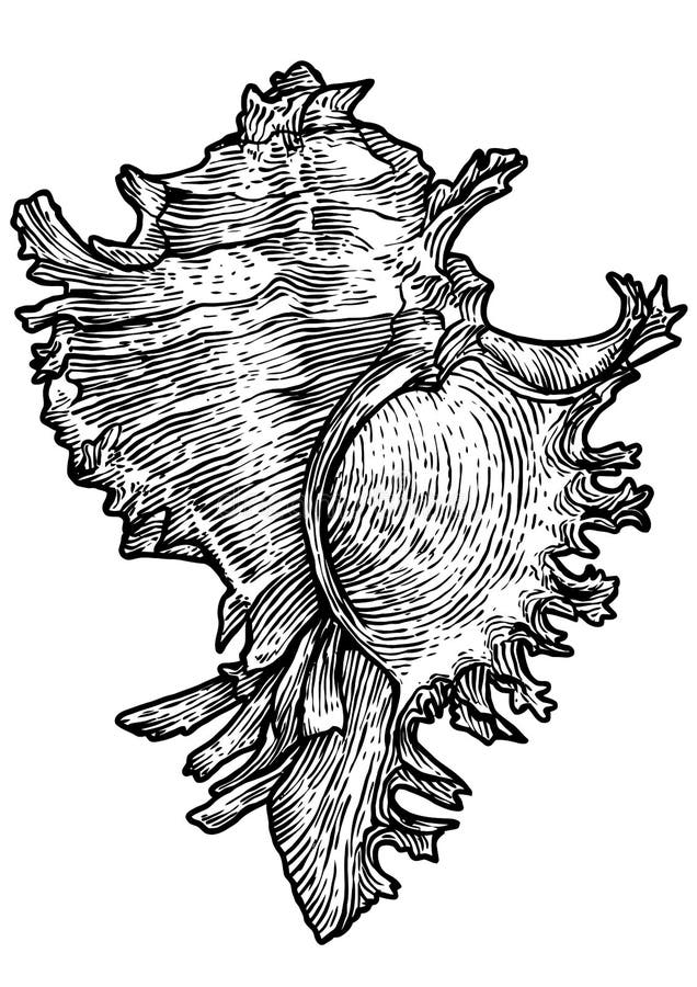 Scallops, Clam, Shell Illustration, Drawing, Engraving, Ink, Realistic ...