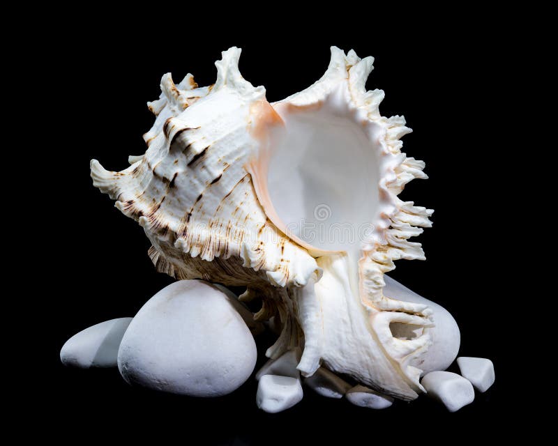 Ramose Murex Shell White Rocks Black Background Stock Photos - Free ...