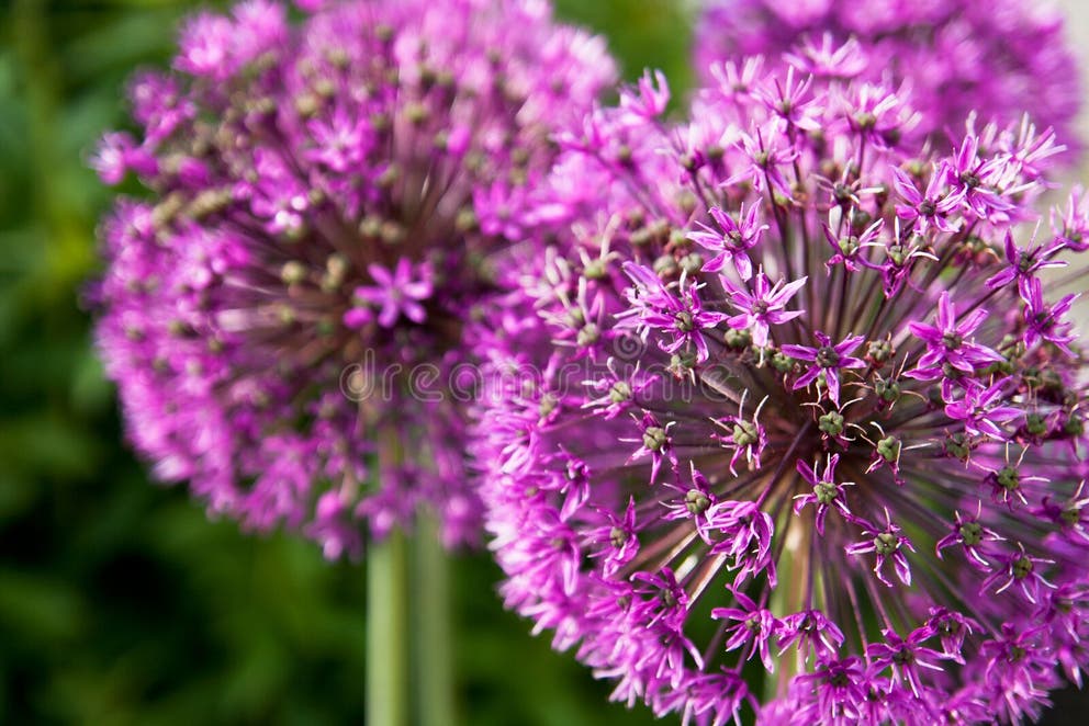 Ramp Closeup stock image. Image of flower, sensation - 16691257