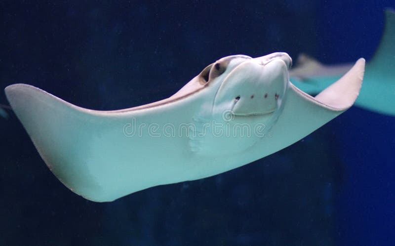 Two Fish Ramp and Other Fishes in Bright Blue Water Stock Image - Image ...
