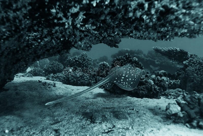 Ramp sea under water stock photo. Image of marine, diving - 69207402