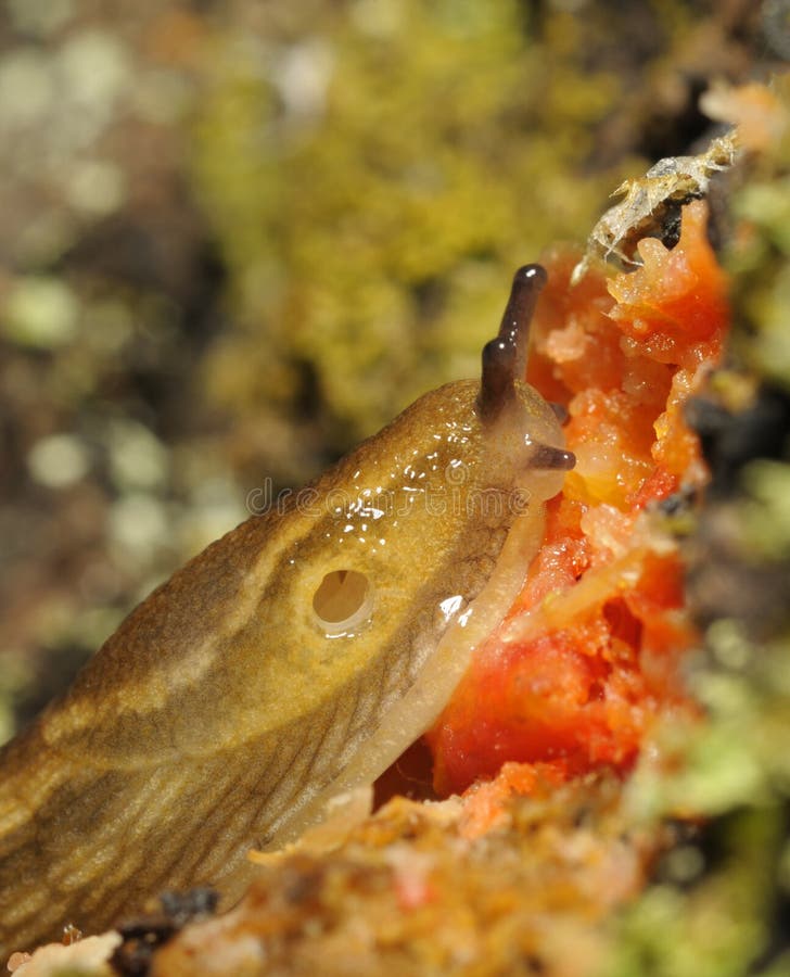 Rampe De Limace Assise Sur Un Tronc D'arbre Et Mangeant Photo stock ...