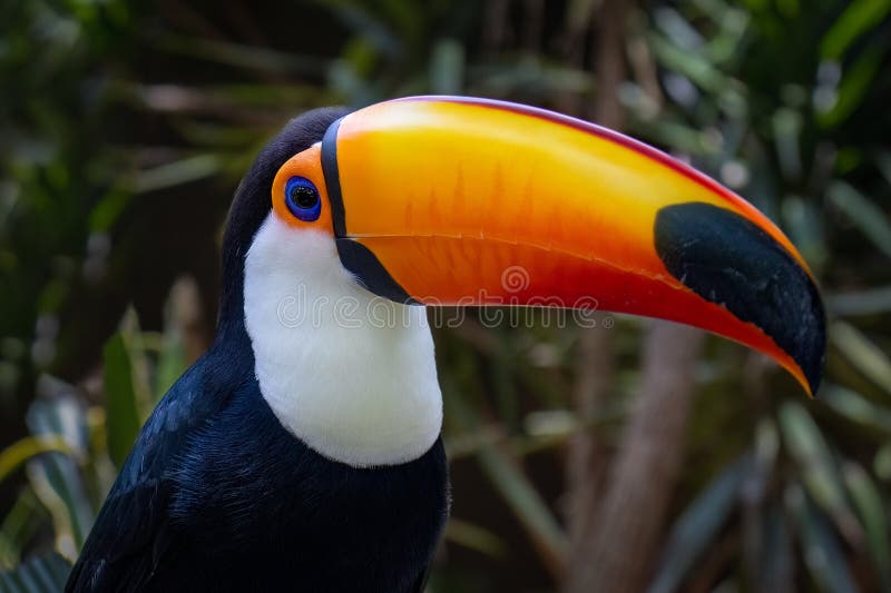 Ramphastos toco stock image. Image of climate, great - 271550511