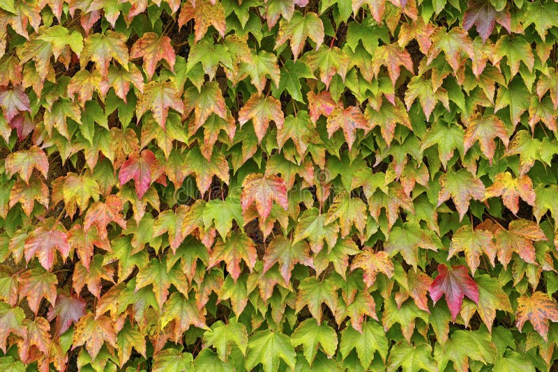 Edera Giapponese Della Vite Canadese Aka, Vite Rampicante Fotografia ...