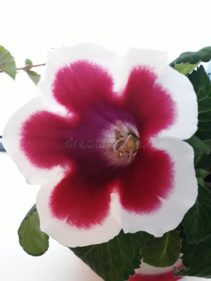 Rampion Bellflower Campanula Rapunculus Stock Image - Image of isolated ...