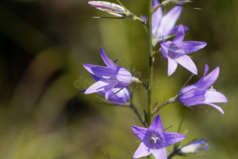 Rampion Bellflower Campanula Rapunculus Stock Image - Image of isolated ...