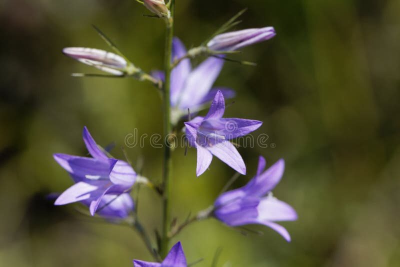 Rampion Bellflower Campanula Rapunculus Stock Image - Image of isolated ...