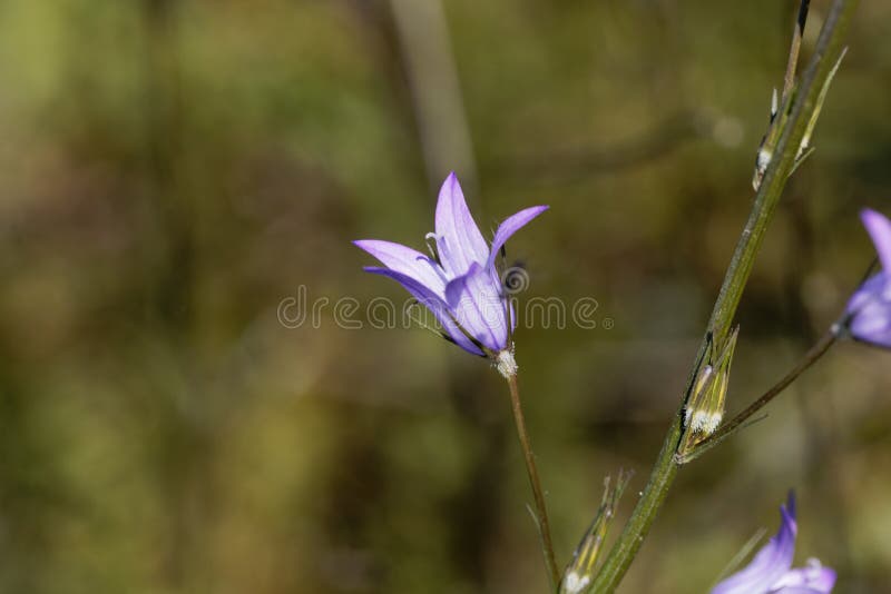 Rampion Bellflower Campanula Rapunculus Stock Image - Image of isolated ...