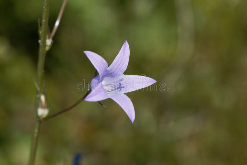 Rampion Bellflower Campanula Rapunculus Stock Image - Image of isolated ...