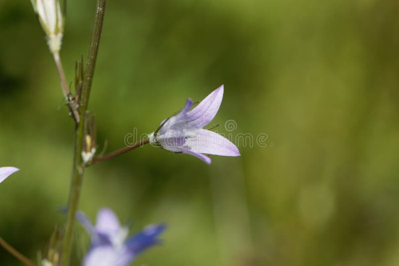 Rampion Bellflower Campanula Rapunculus Stock Image - Image of isolated ...