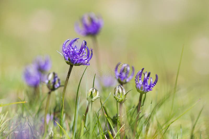 Rampion Phyteuma Hemisphaericum in Bloom on Alpine Meadow Stock Photo ...