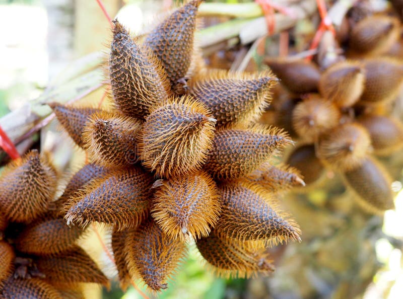 Ramputan Fruit Stock Photos - Free & Royalty-Free Stock Photos from ...