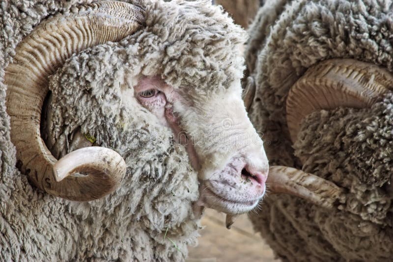 Rams stock photo. Image of vibrant, merino, white, portrait - 10285106