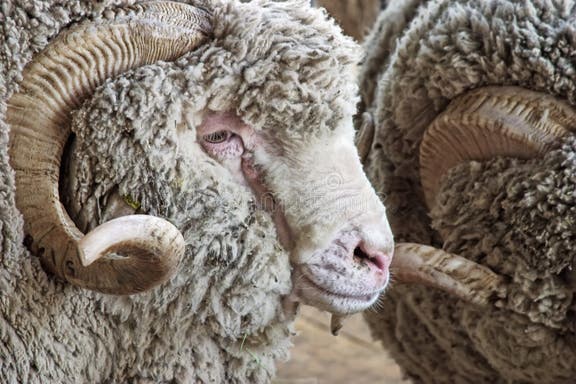 Rams stock photo. Image of vibrant, merino, white, portrait - 10285106