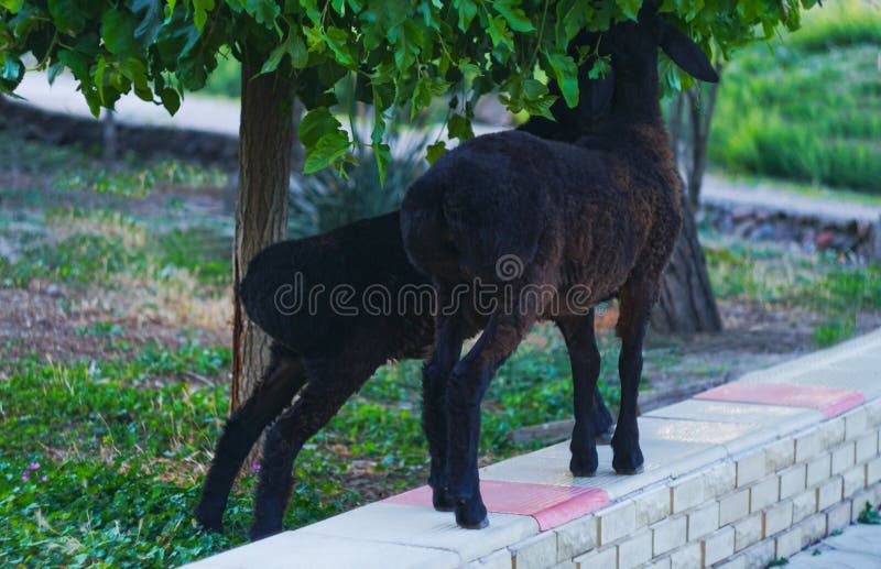 The Rams are Eating the Leaves Stock Image - Image of brown, animal ...