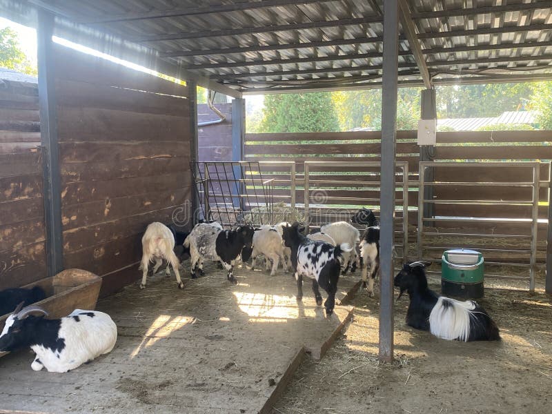Rams, Goats and Sheep in Their Enclosure Stock Photo - Image of aviary ...