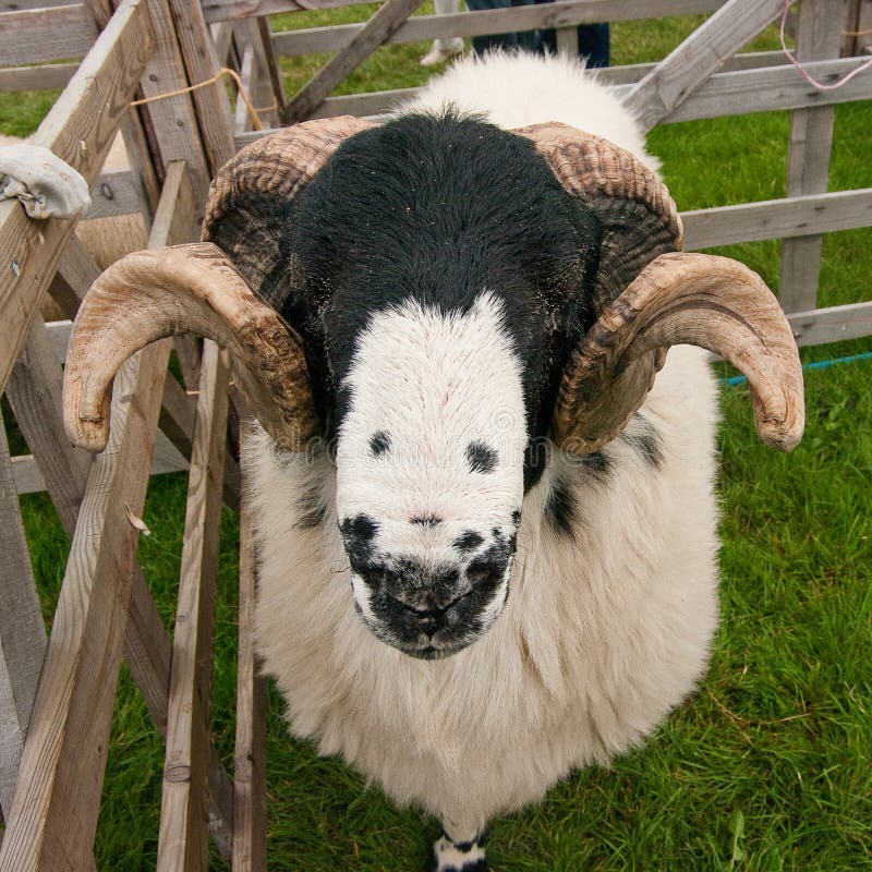 Rams Head stock image. Image of tupp, horns, county, farm - 15474499
