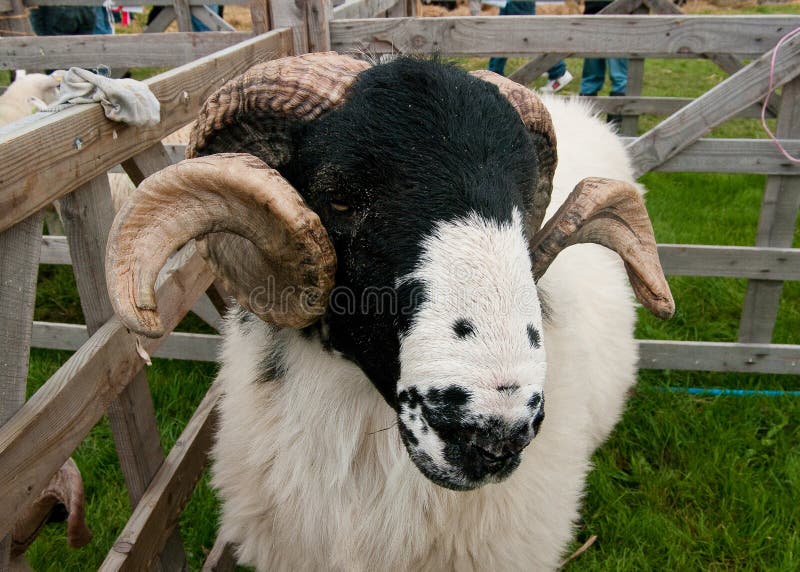 Rams Head stock image. Image of country, farming, horns - 15474597