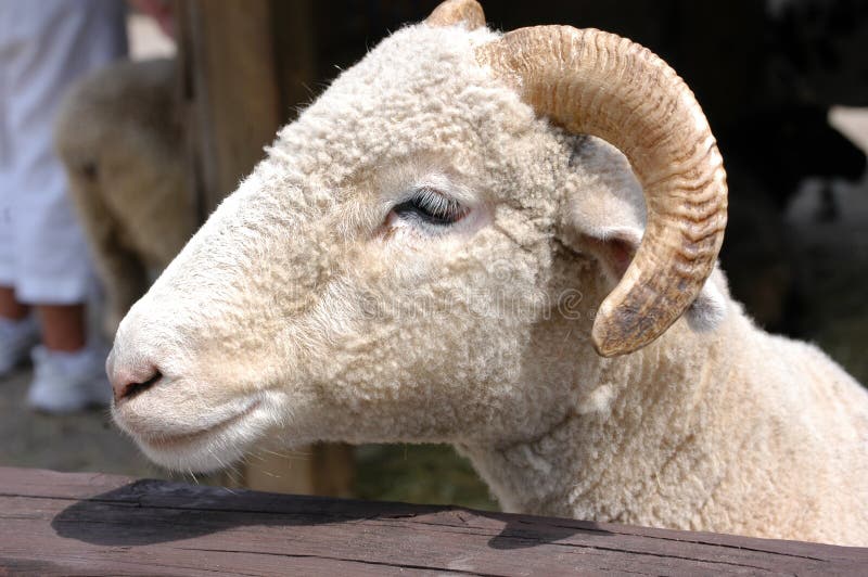 Rams head stock photo. Image of farm, rural, animal, curved - 6239222