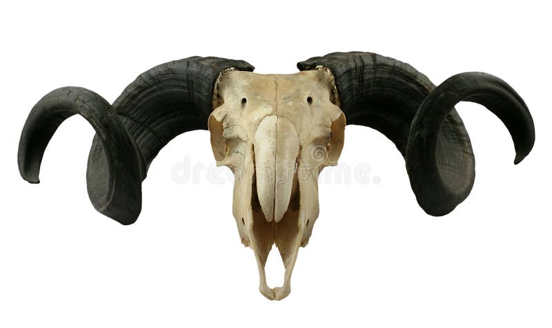Rams head front with path stock image. Image of horns, nature - 473707