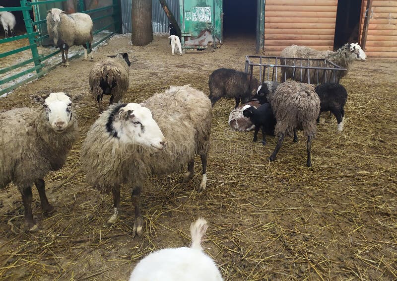 Rams and sheep in a farm stock photo. Image of moscow - 217007724